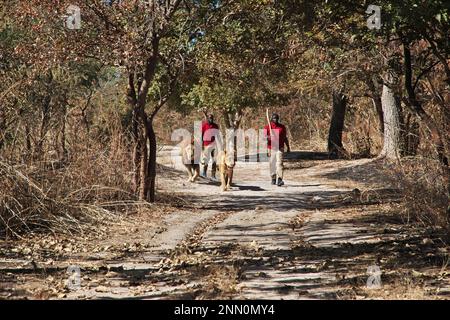 Lion in Fathala wildlife reserve, Zoo in Senegal, West Africa Stock ...