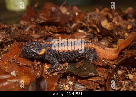 Detailed closeup on the colorful and endangered Asian Red-tailed Knobby ...