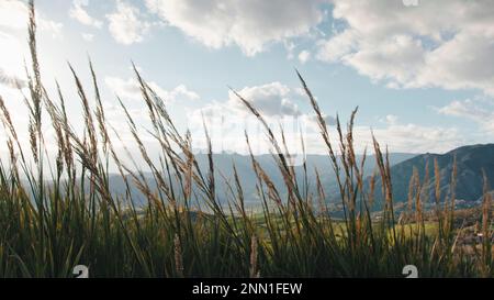 Western pampas grass swaying in the wind Stock Photo - Alamy