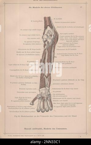 Anatomischer Atlas : für Studierende und Ärzte by Toldt, Carl, (1840 ...