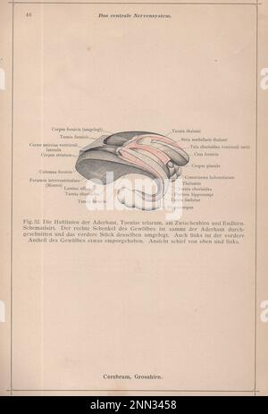Anatomischer Atlas : für Studierende und Ärzte by Toldt, Carl, (1840 ...