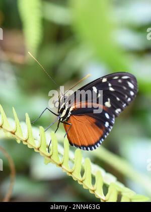 Close-up of a tiger longwing butterfly (Heliconius hecale) on a flower ...