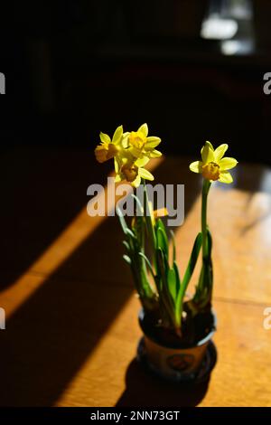 A soft focus of a beautiful, yellow pot marigold flower in full bloom ...