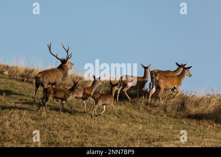 Italian deer photographed in the wild Stock Photo - Alamy