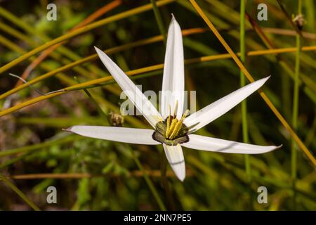 White Flower of Pauridia capensis seen on close to Piketberg in the ...