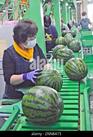 Farmers check Raiden watermelons at a factory in Kyowa town in Hokkaido ...