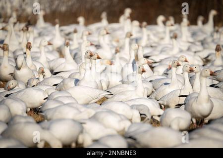 Snow geese at Middle Creek Wildlife Area in Lebanon and Lancaster ...