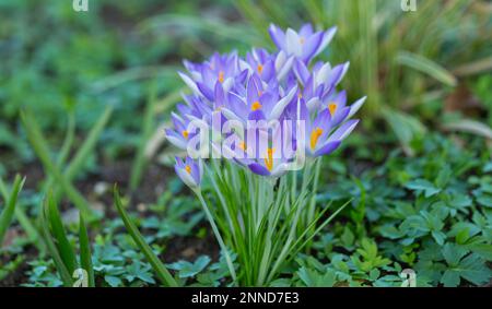 Long-Flowered Crocus plants, Crocus longiflorus Stock Photo - Alamy