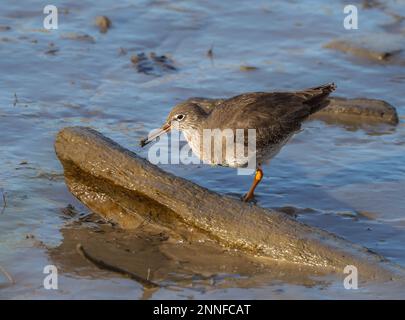 Redshank feeding along the banks of the River Teifi, Cardigan, Wales ...