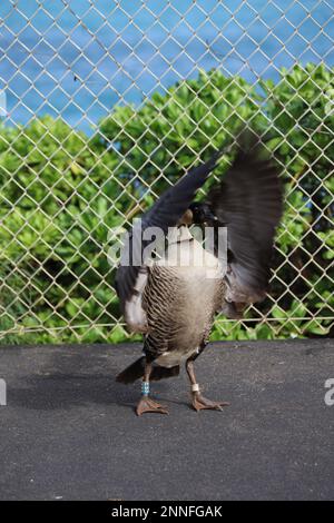 A Nene, Hawaiian Goose, flapping its wings at the Kilauea Point ...