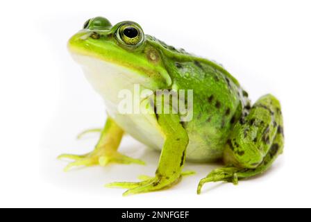 Small exotic tree frog example Stock Photo - Alamy