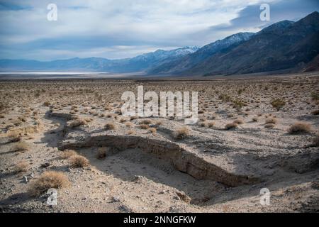 Wild burros live in the desert in and around Death Valley National Park ...