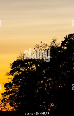 Backlit tree silhouettes with crows in the tree Stock Photo - Alamy