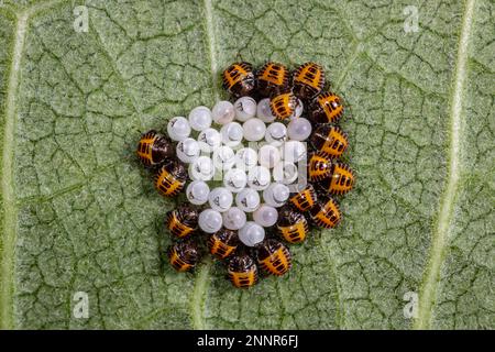 Brown marmorated stink bug hatching from egg cluster on underside of ...