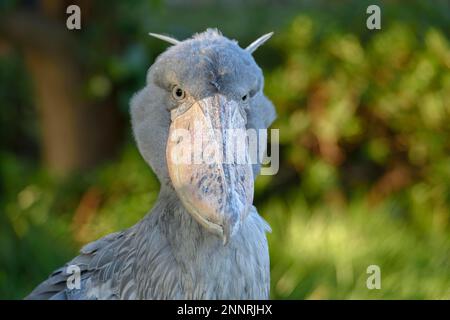 Shoebill (Balaeniceps rex), Occurrence in Africa, captive, animal ...