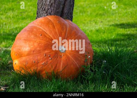 Squash (Cucurbita maxima) in a meadow Stock Photo - Alamy