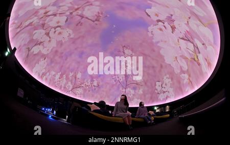 Visitors enjoy hanami, a flower veiwing of sakura, a cherry blossom ...