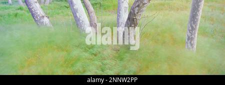 Long exposure shot of sycamore trees and grass, Dripping Springs ...