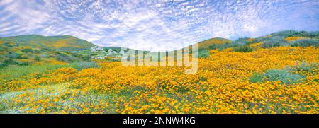 California poppies (Eschscholzia californica), Temescal Mountains ...