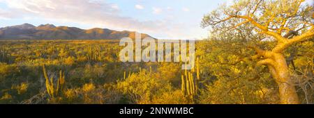 Elephant tree or torote (Bursera microphylla) and cordon cacti, Baja ...