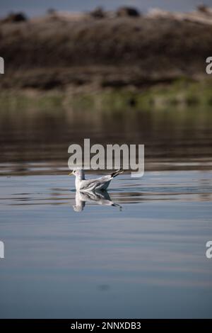 A short-billed gull formerly known as mew gull swimming in water with ...