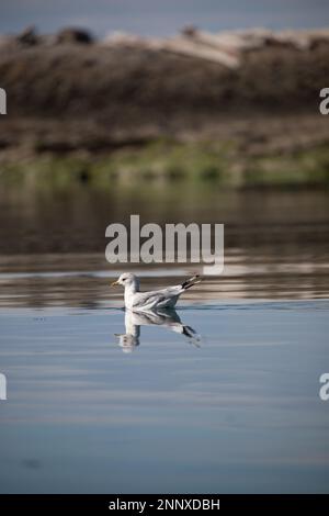 A short-billed gull formerly known as mew gull swimming in water with ...