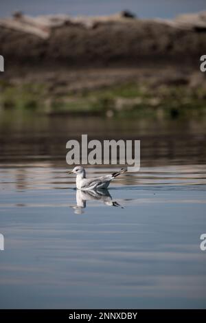 A short-billed gull formerly known as mew gull swimming in water with ...