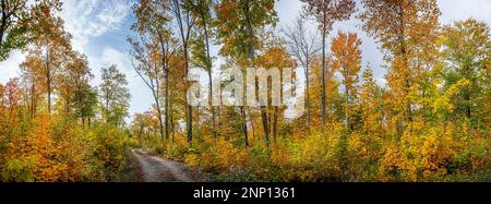 Dirt road in forest, Millnocket, Maine, USA Stock Photo - Alamy
