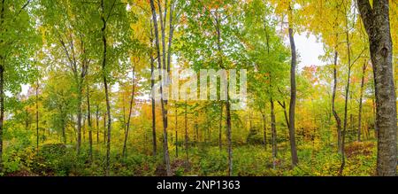 Dirt road in forest, Millnocket, Maine, USA Stock Photo - Alamy