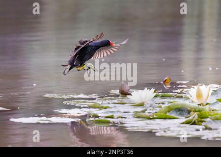 Moorhen [ Gallinula chloropus ] flying low over fishing lake in ...