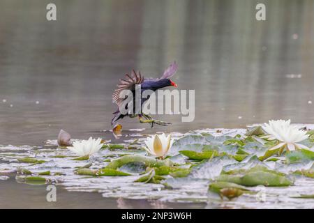 Moorhen [ Gallinula chloropus ] flying low over fishing lake in ...