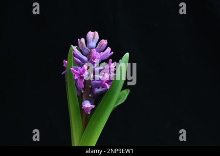 Hyacinth -Scilloideae uk Stock Photo - Alamy