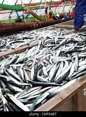 Fishermen unload pacific saury, sanma in Japanese at Hanasaki Port in ...