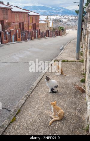 Four stray cats Stock Photo - Alamy