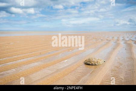 sea shell, Holkham Beach, North Norfolk Stock Photo - Alamy