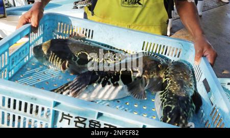 Tiger puffers (Takifugu rubripes) are landed one after another in ...