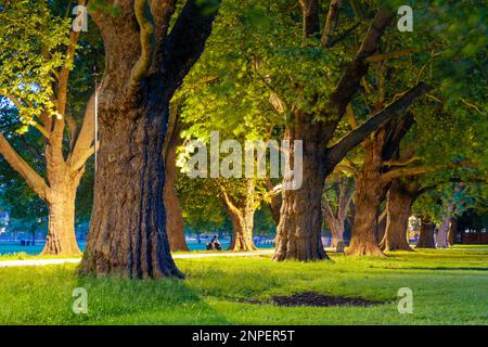 Spring evening at Jesus Green in Cambridge, England Stock Photo - Alamy