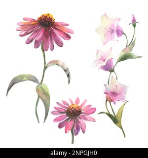Meadow purple flower, coneflower watercolor illustration on white ...