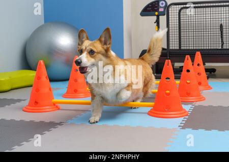 Dog rehabilitation under human care. Animal health Stock Photo - Alamy