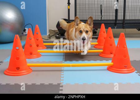 Dog rehabilitation under human care. Animal health Stock Photo - Alamy