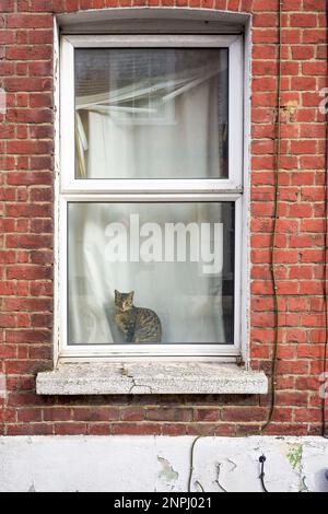 Cat - sat looking out of window Stock Photo - Alamy