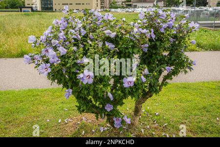 Hibiscus syriacus purple shrub in flower Stock Photo - Alamy