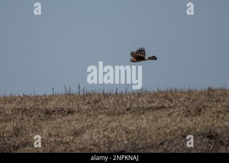 Female Northern Harrier Flying Over the Trees Stock Photo - Alamy