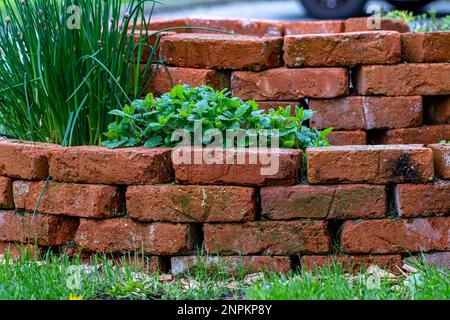 Brick circle for herbal garden Stock Photo - Alamy