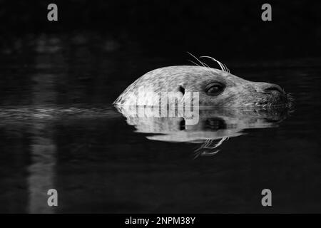 Seal head portrait from the side with reflection emerging from still ...