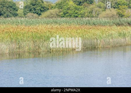 Reedbed (Cat's-tail and Common Reed species) - Typha latifolia and ...