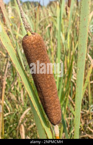 Close-up of Cat's-tail / Greater Reedmace / Bulrush - Typha latifolia ...