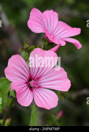 Spring, Portugal. Annual Mallows also known as Rose Mallow or Royal ...