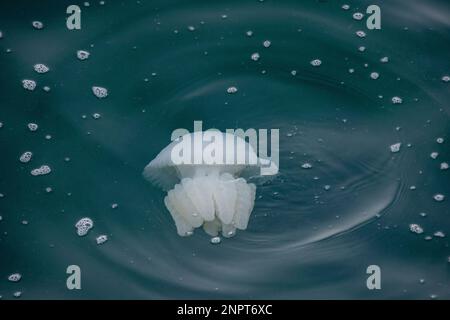 Warm weather brings out barrel jellyfish in Persian Gulf. Manama ...