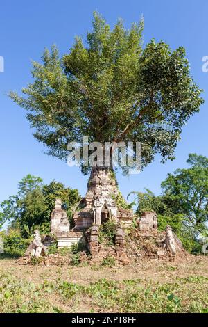 Green tree growing through bricks of ancient Pagoda in Hsipaw, Myanmar ...